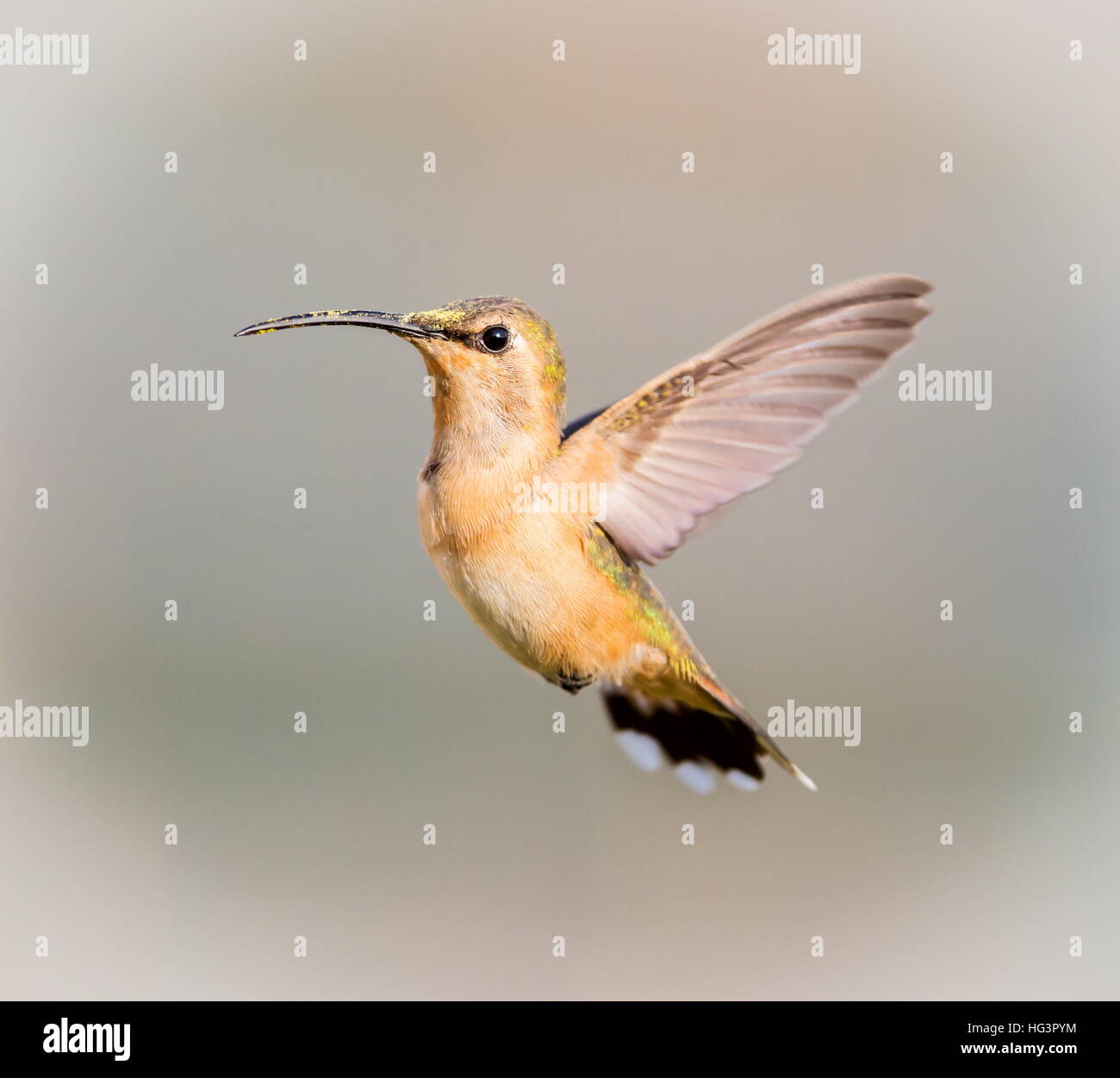 Lucifer hummingbird female Stock Photo - Alamy