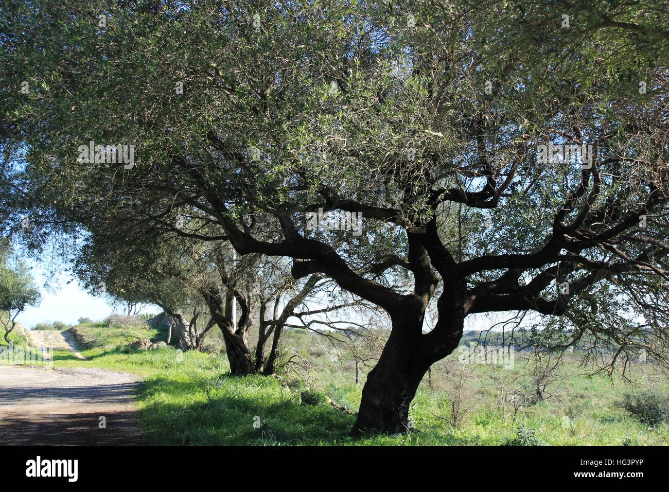 Olive trees border a path and fields Stock Photo - Alamy
