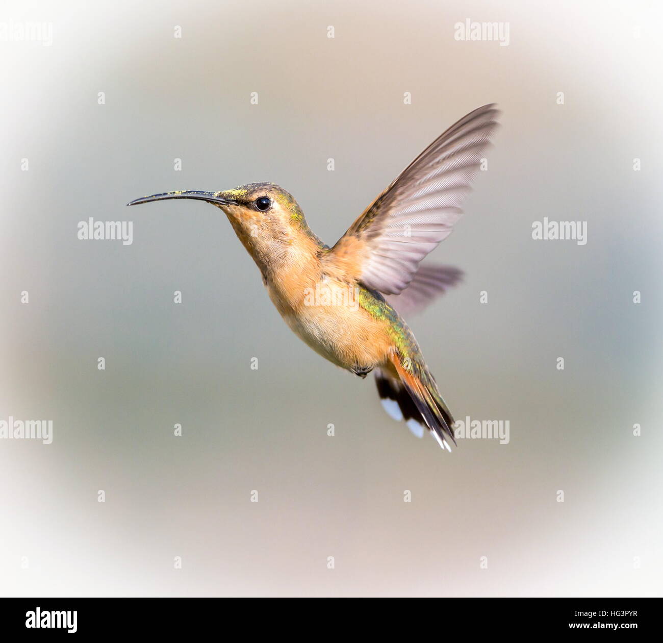 Lucifer hummingbird female Stock Photo - Alamy