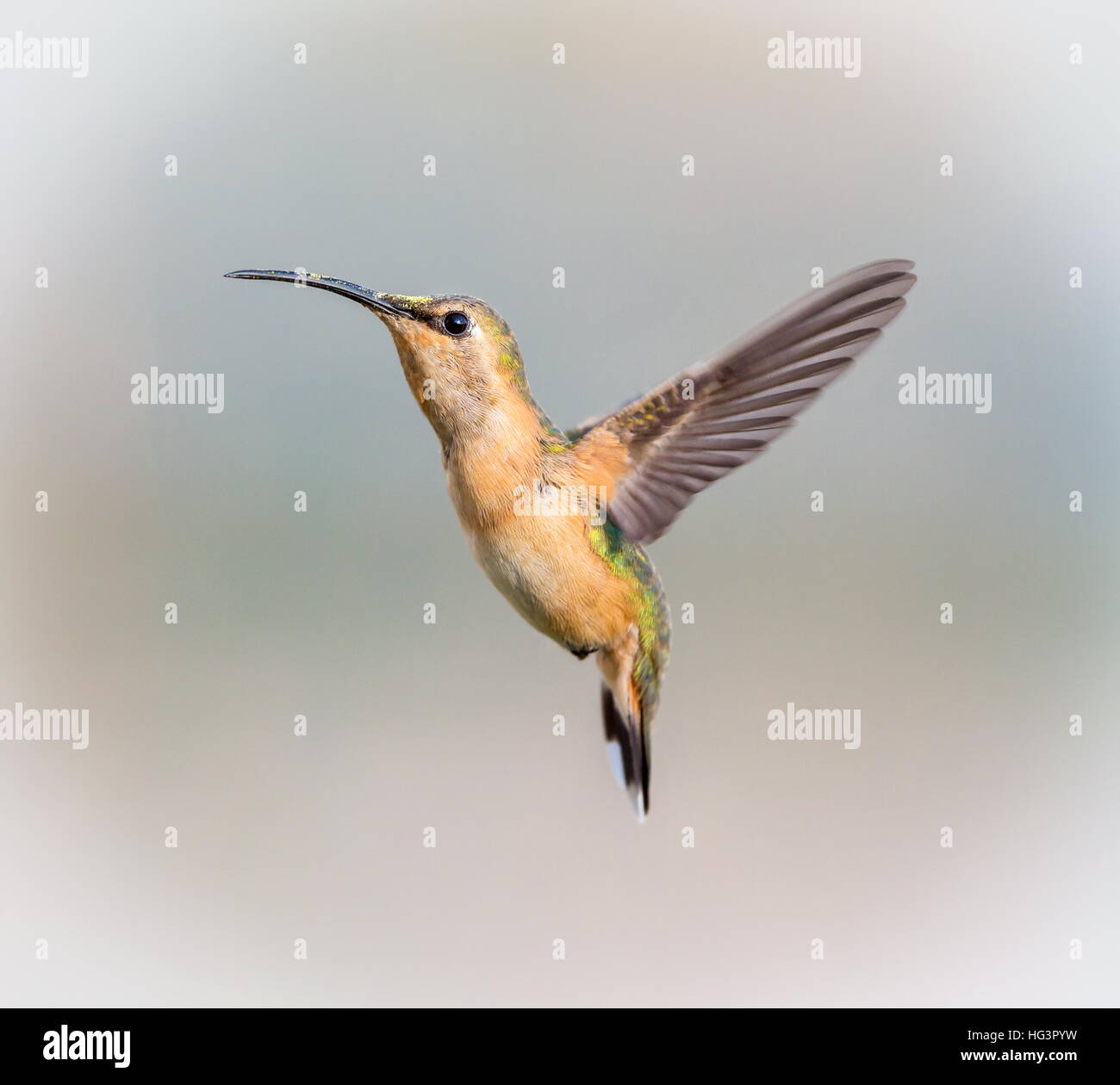 Lucifer hummingbird female Stock Photo - Alamy