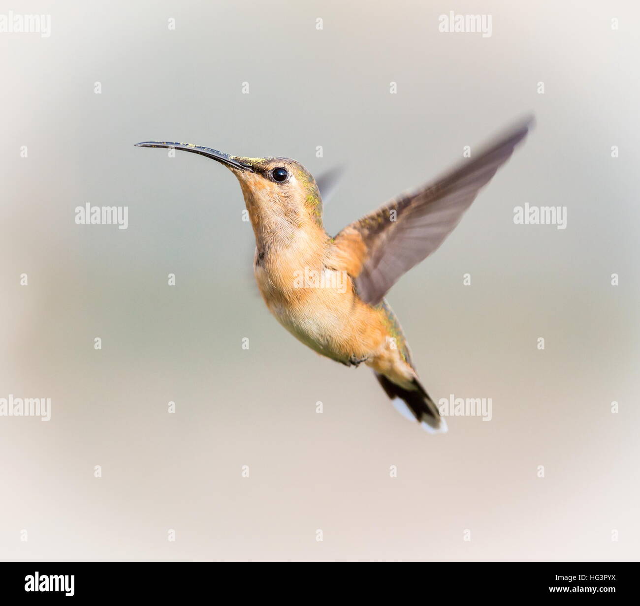 Lucifer hummingbird female Stock Photo - Alamy