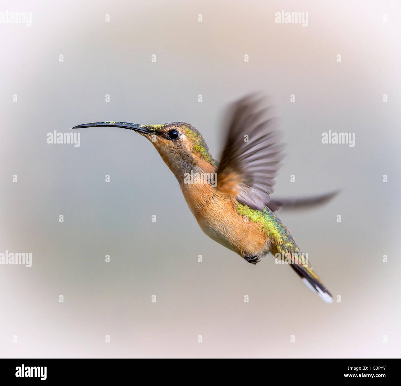 Lucifer hummingbird female Stock Photo - Alamy