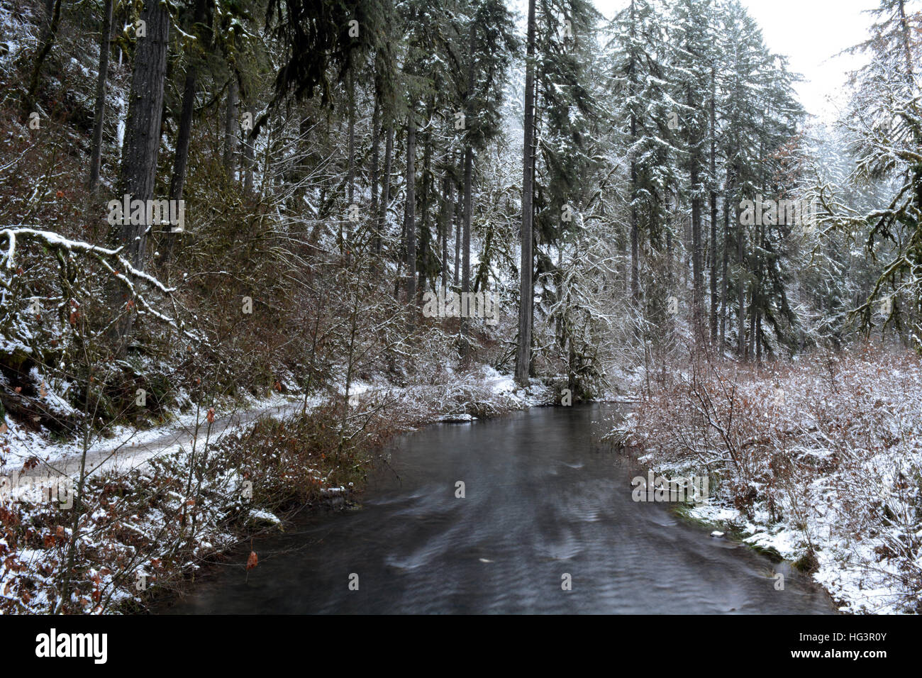 Stream and Path at Silver Falls State Park in Oregon Stock Photo - Alamy