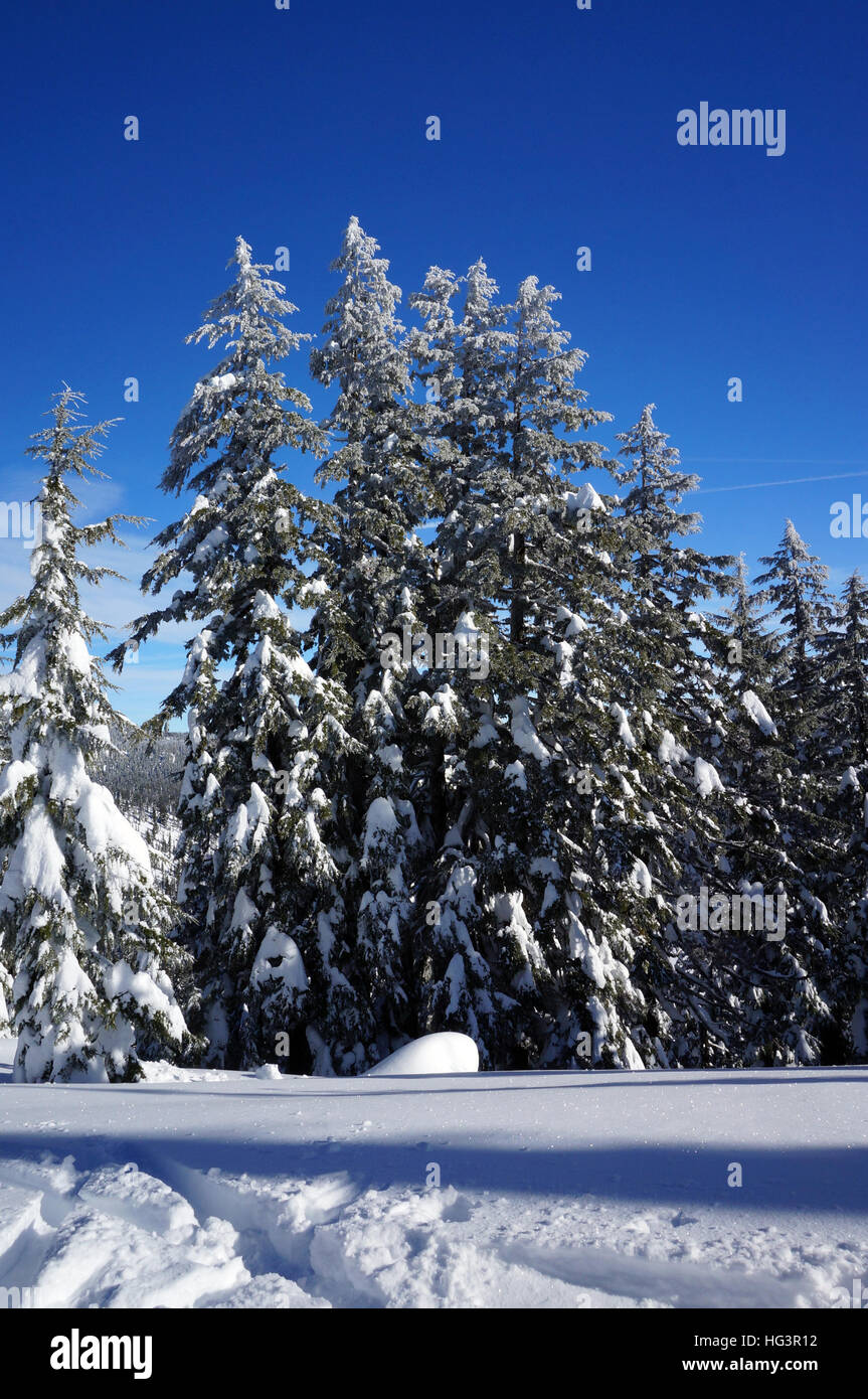 Group of Trees on Todd Ridge Stock Photo - Alamy