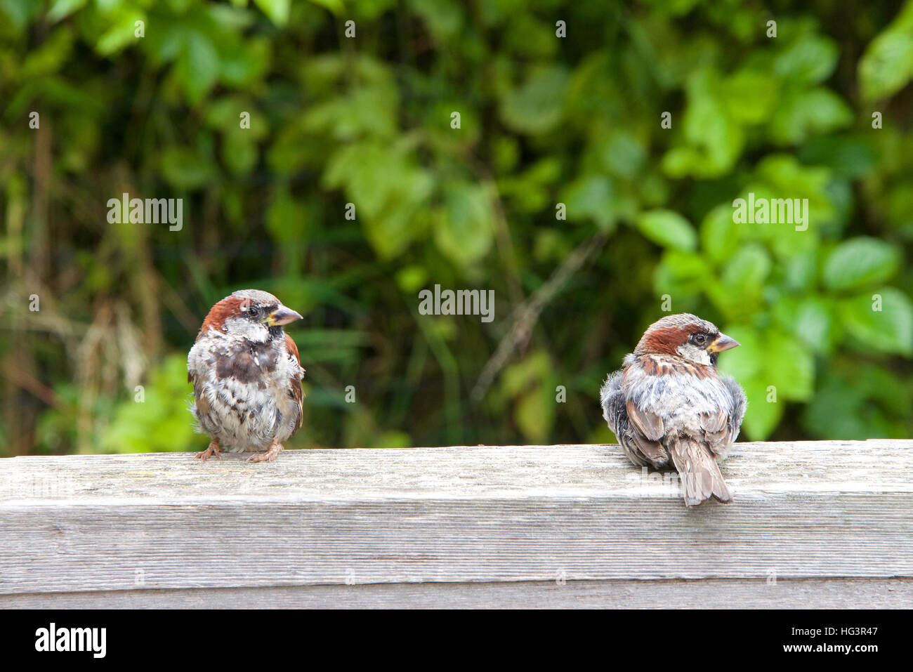 two male house sparrows sitting on a fence post, one with body facing ...