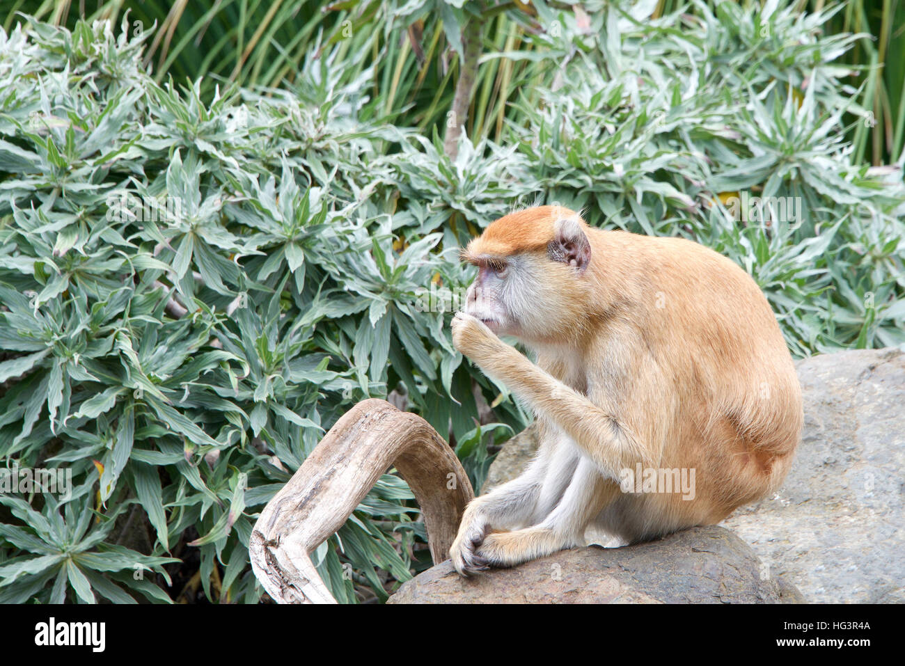 Female patas monkey hi-res stock photography and images - Alamy