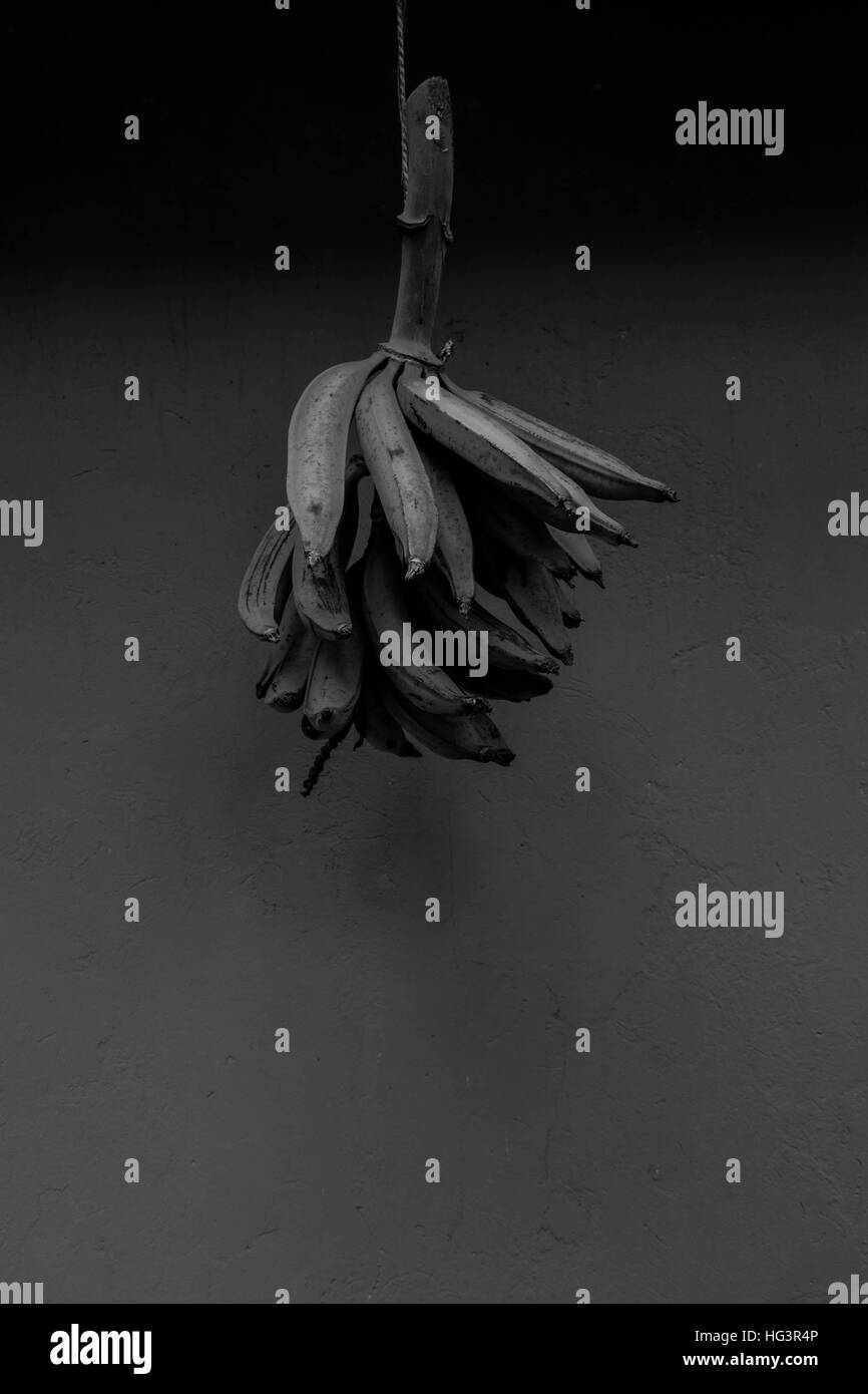 Plantains hanging in farm hi-res stock photography and images - Alamy