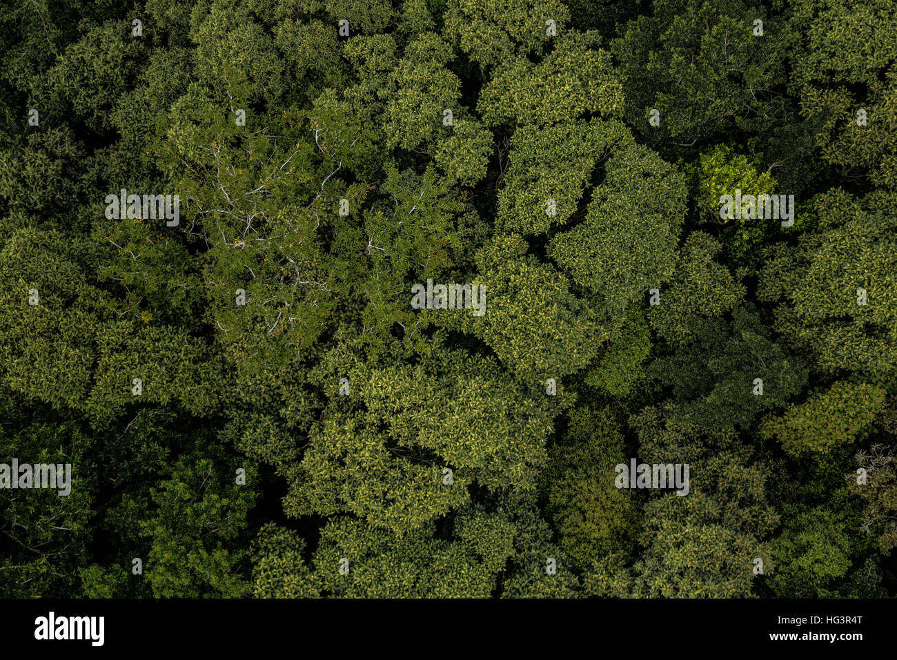 The view from a zip line over the Costa Rican rainforest Stock Photo ...
