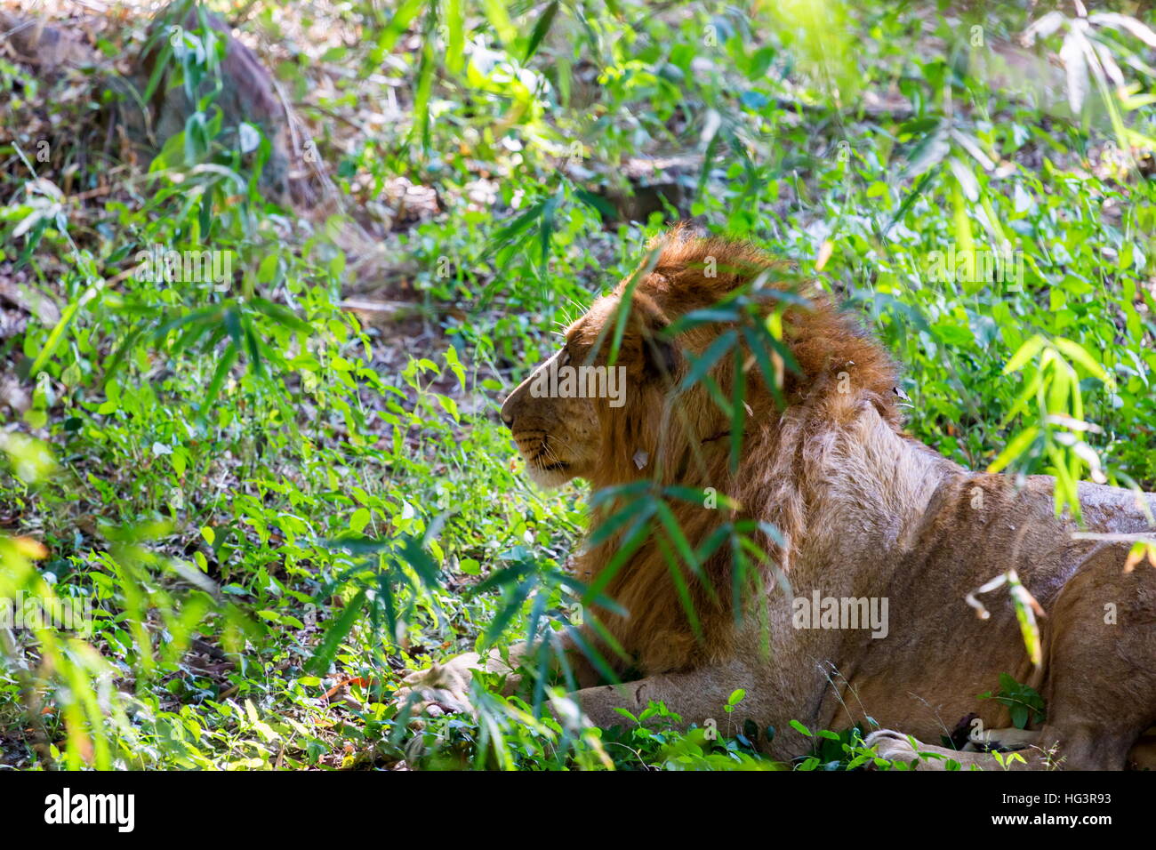 Asiatic Lion India Stock Photo - Alamy