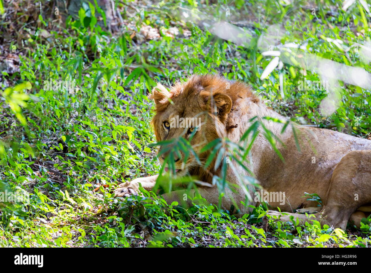 Asiatic Lion India Stock Photo - Alamy