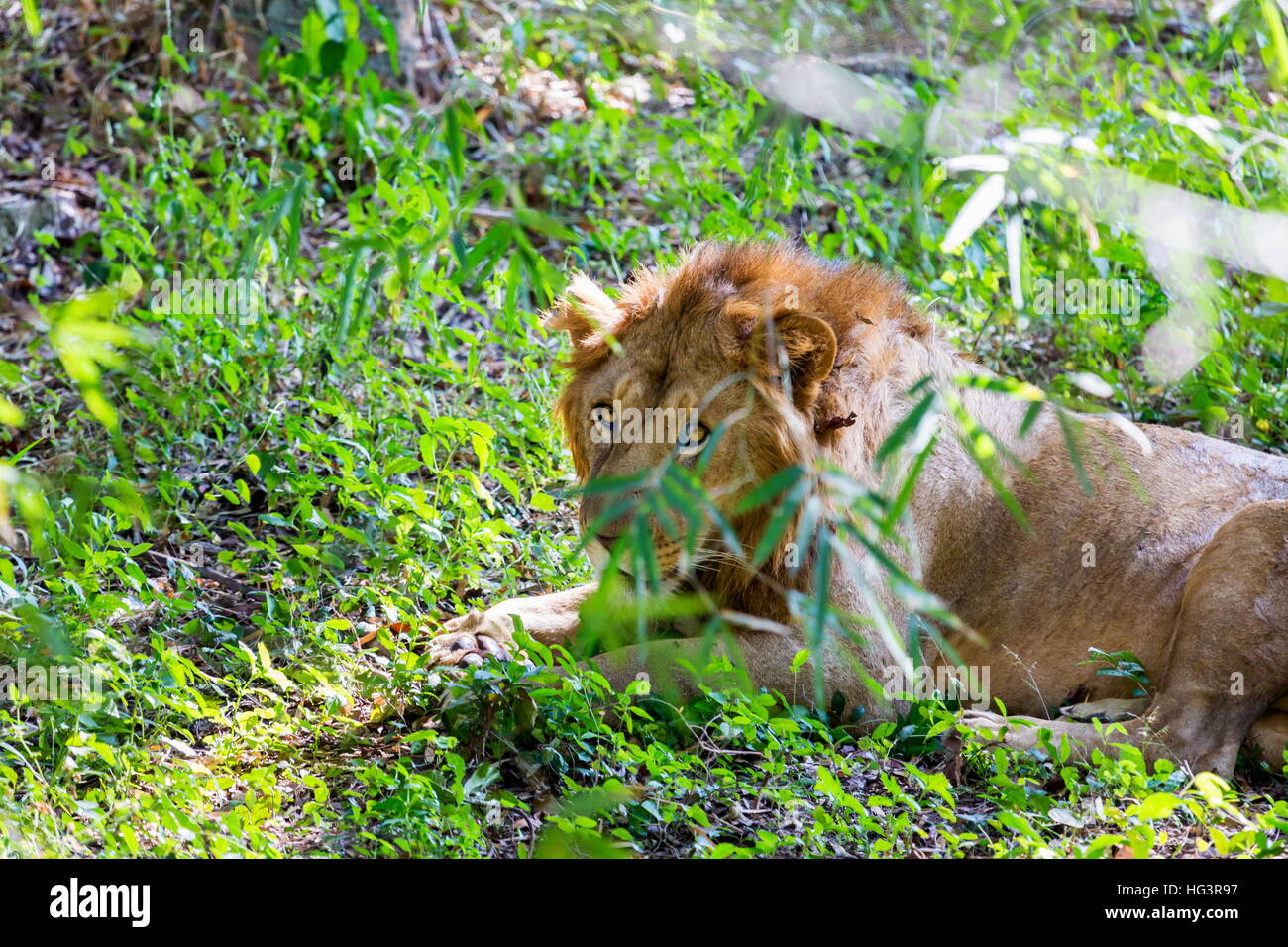 Asiatic Lion India Stock Photo - Alamy