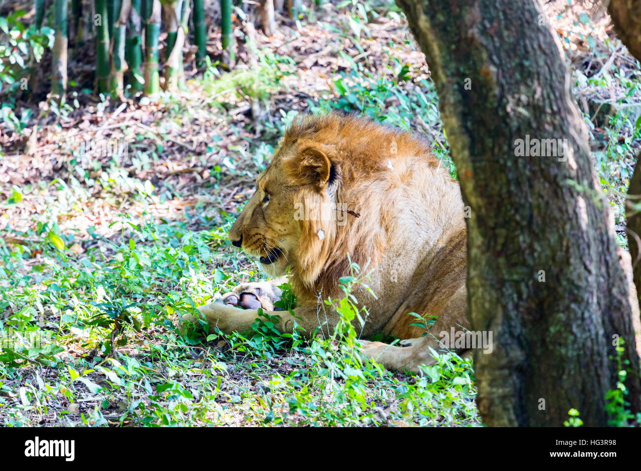 Asiatic Lion India Stock Photo - Alamy