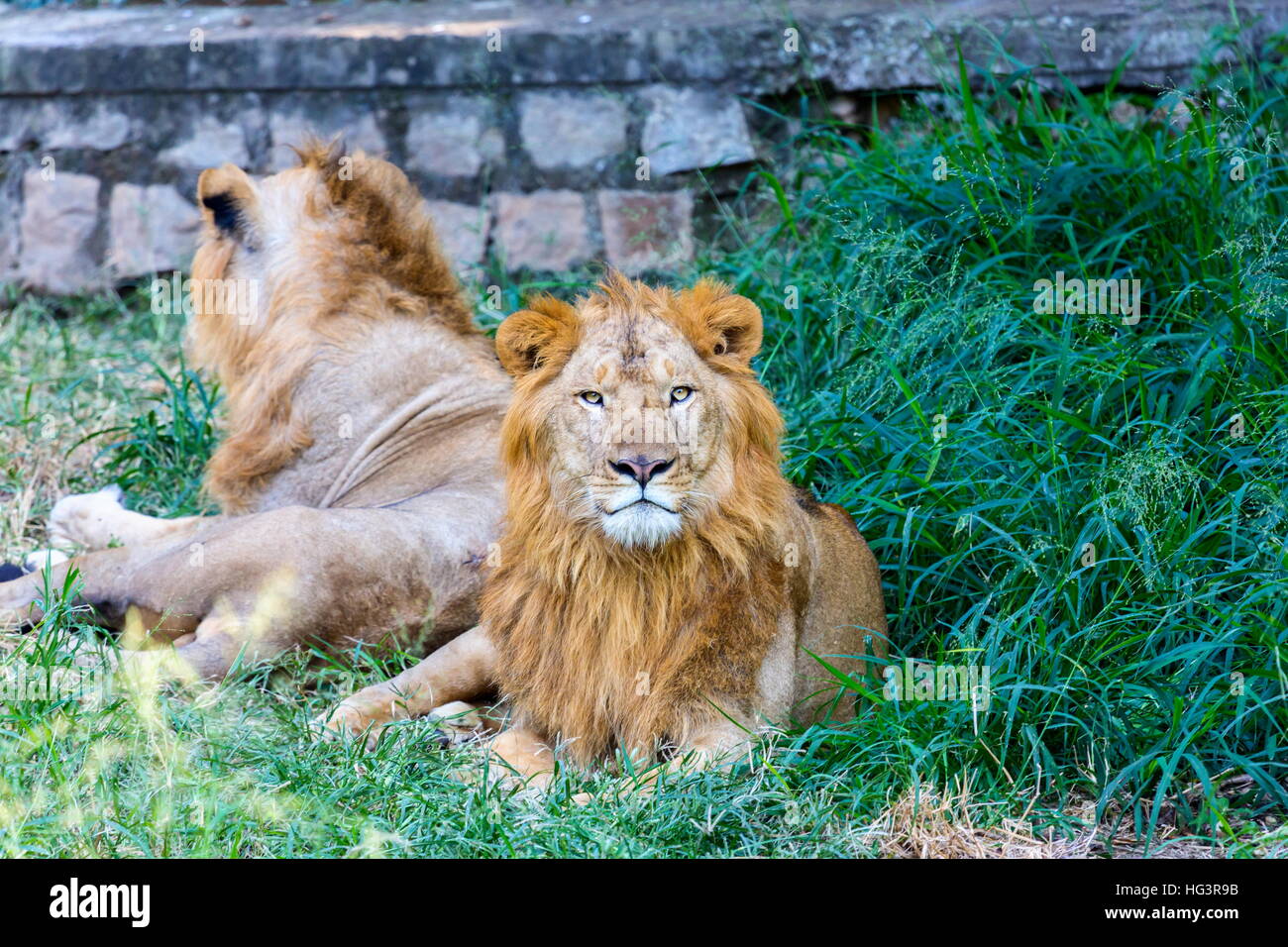 Asiatic Lion India Stock Photo - Alamy