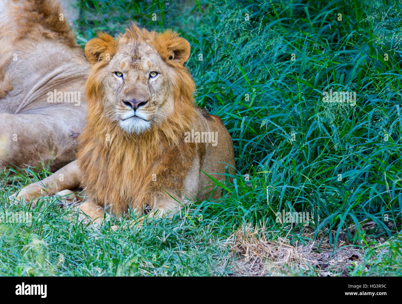 Asiatic Lion India Stock Photo - Alamy