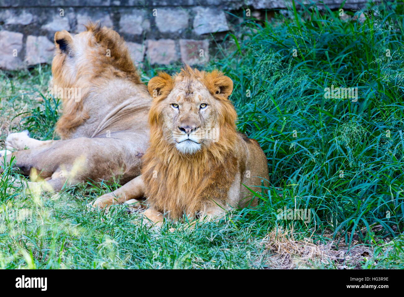 Asiatic Lion India Stock Photo - Alamy