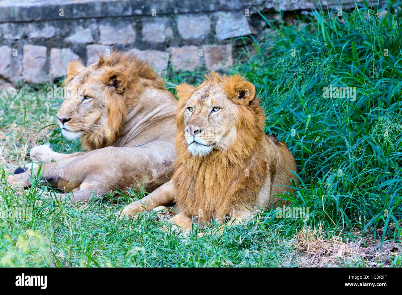 Asiatic lion fur pattern hi-res stock photography and images - Alamy