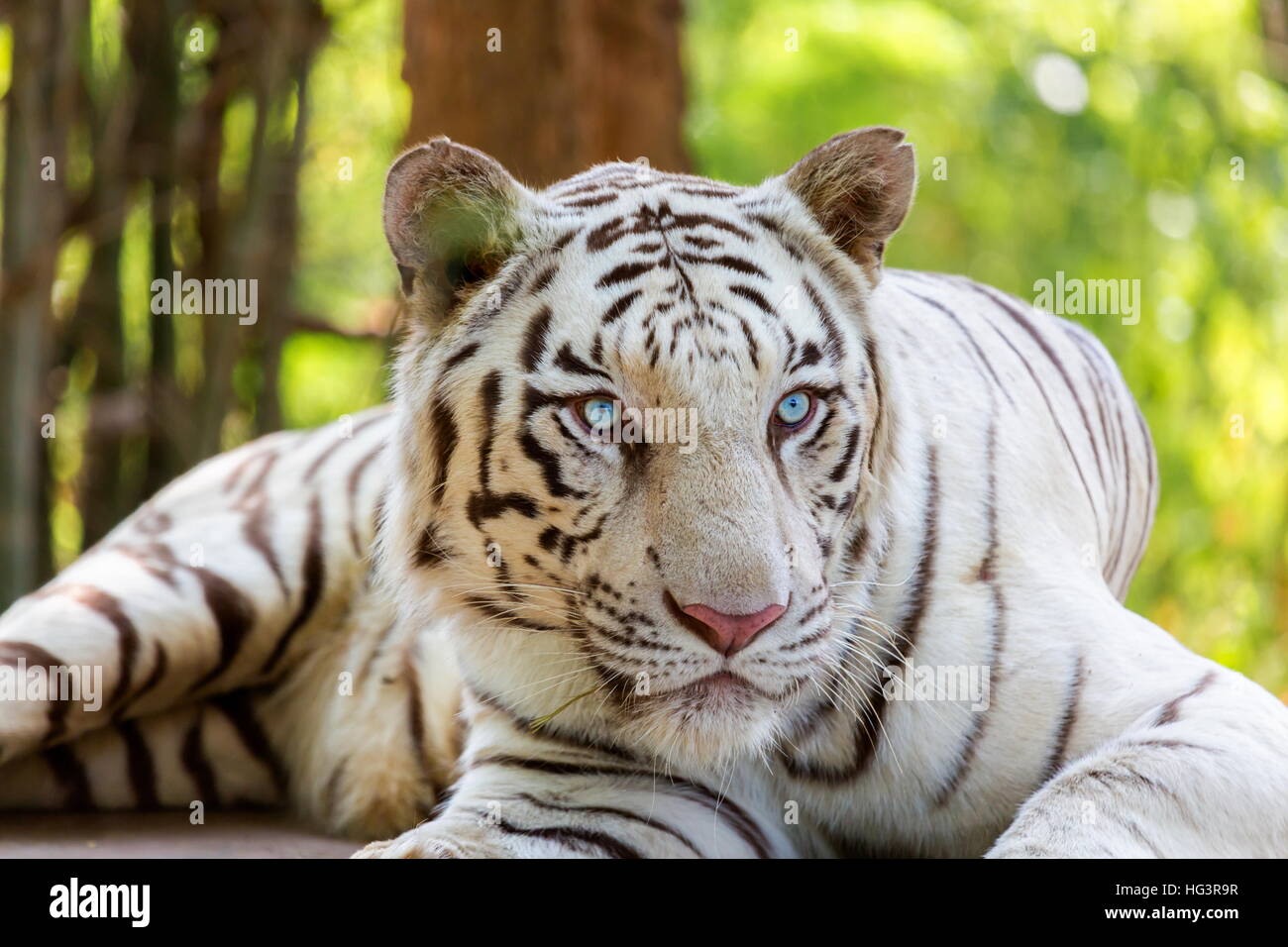 The white tiger is a pigmentation variant of the Bengal tiger Stock ...