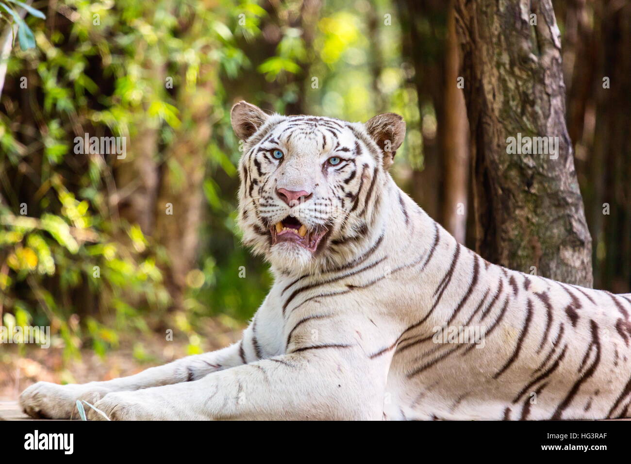 The white tiger is a pigmentation variant of the Bengal tiger Stock ...