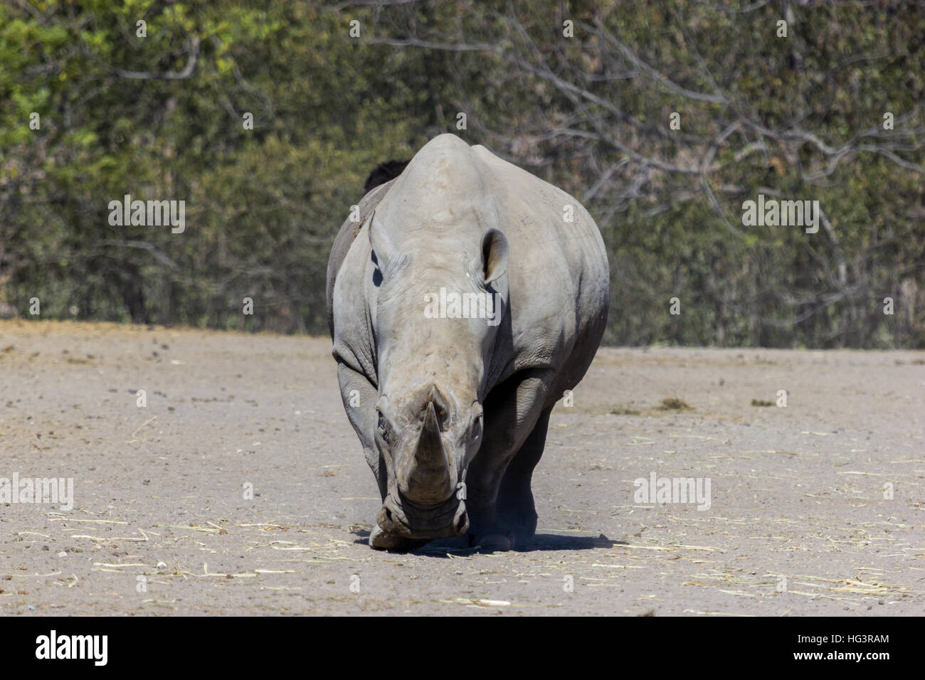 Rhinoceros standing alone in a field Stock Photo - Alamy