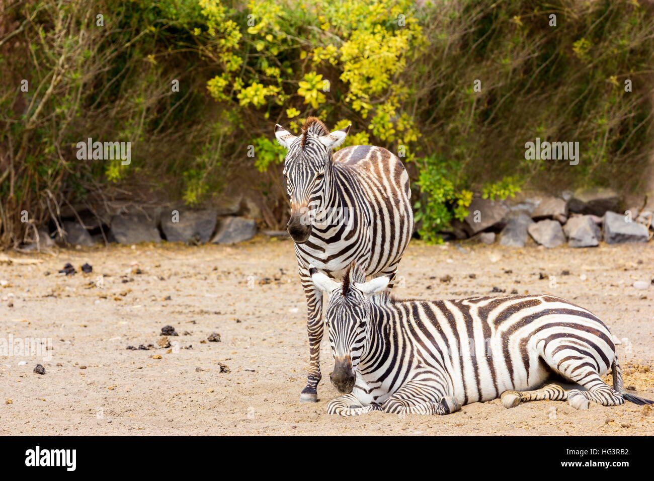 Plains zebra illustration hi-res stock photography and images - Alamy