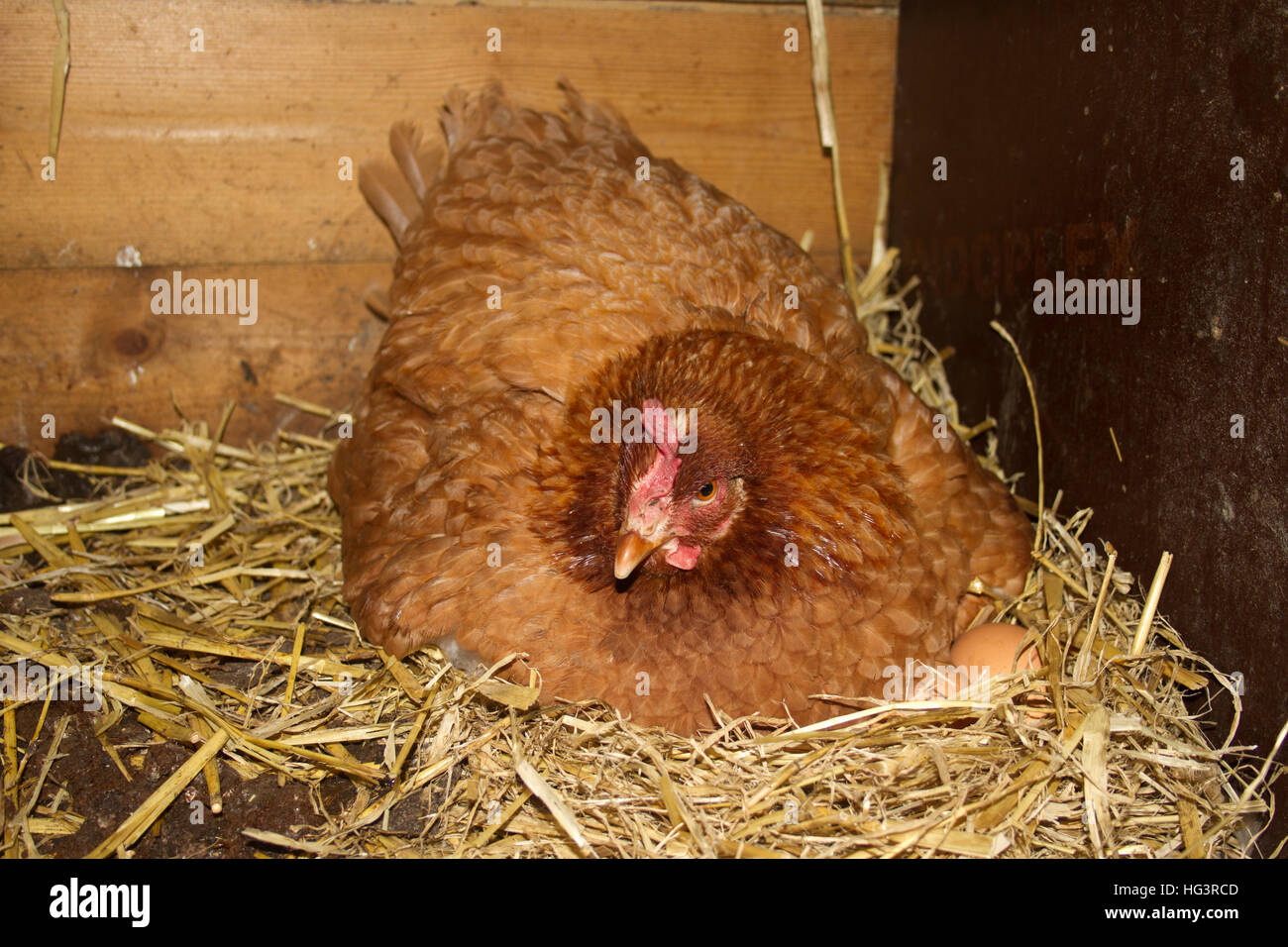 Domestic chicken in nest box Stock Photo - Alamy