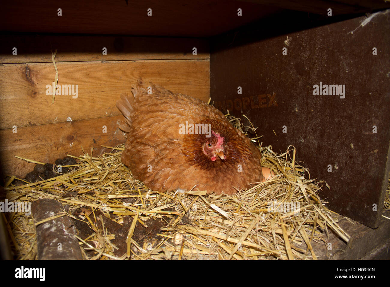 Domestic chicken in nest box Stock Photo - Alamy