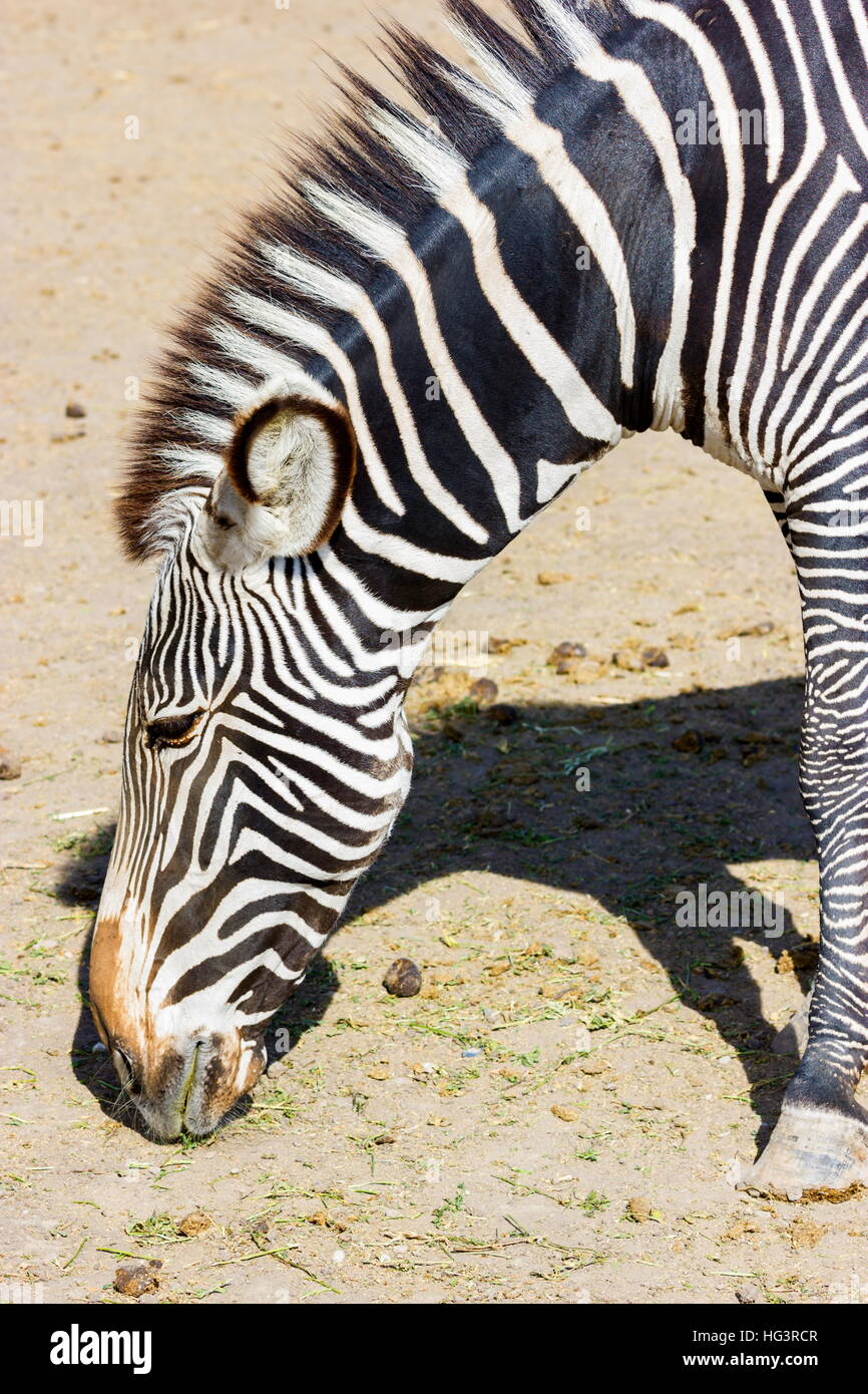 The wild plains zebra Stock Photo - Alamy