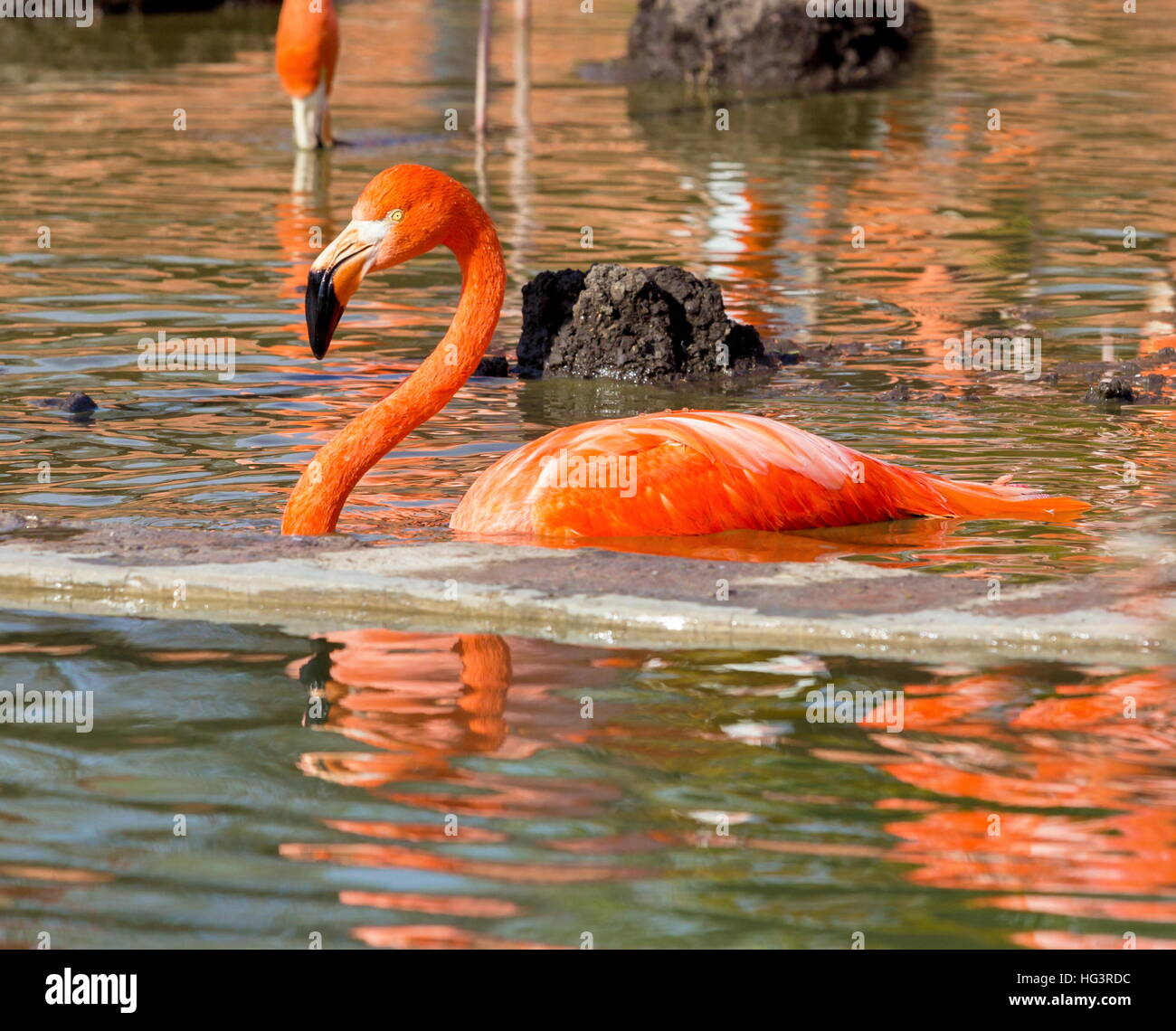 Flamingo mexico beak hi-res stock photography and images - Alamy