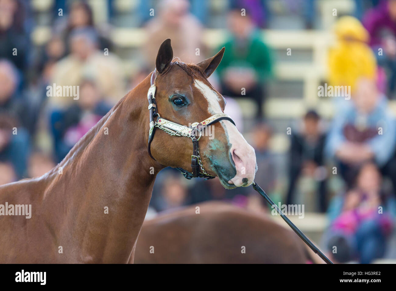 Wild and domesticated Mustangs of Mexico Stock Photo - Alamy