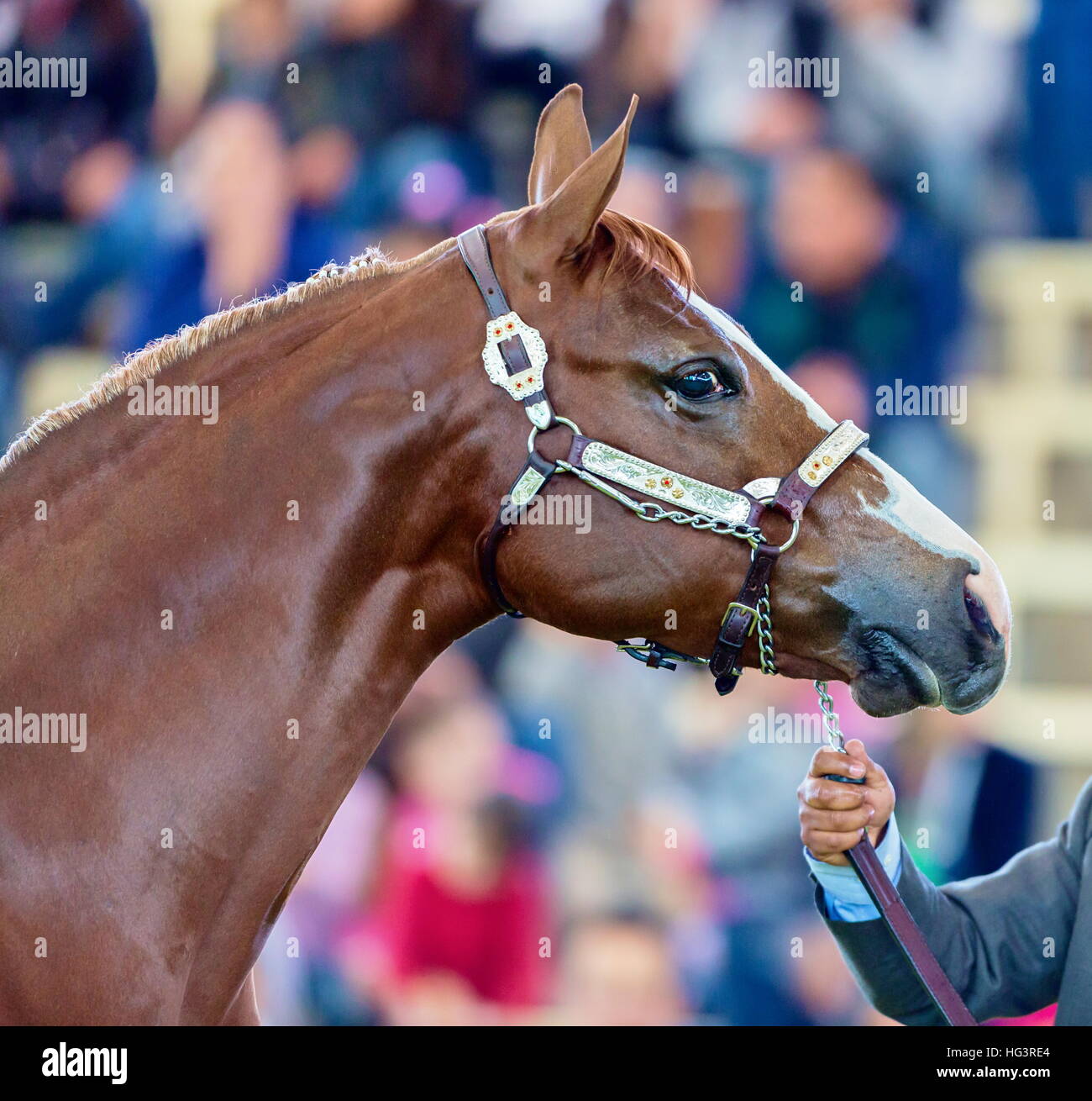 Wild and domesticated Mustangs of Mexico Stock Photo - Alamy