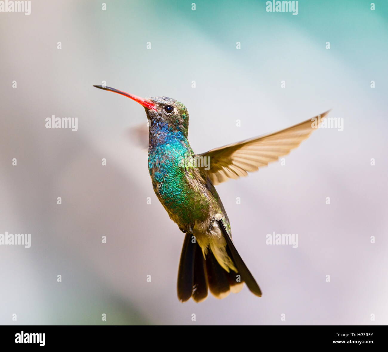 Broad Billed Hummingbird in flight Stock Photo - Alamy