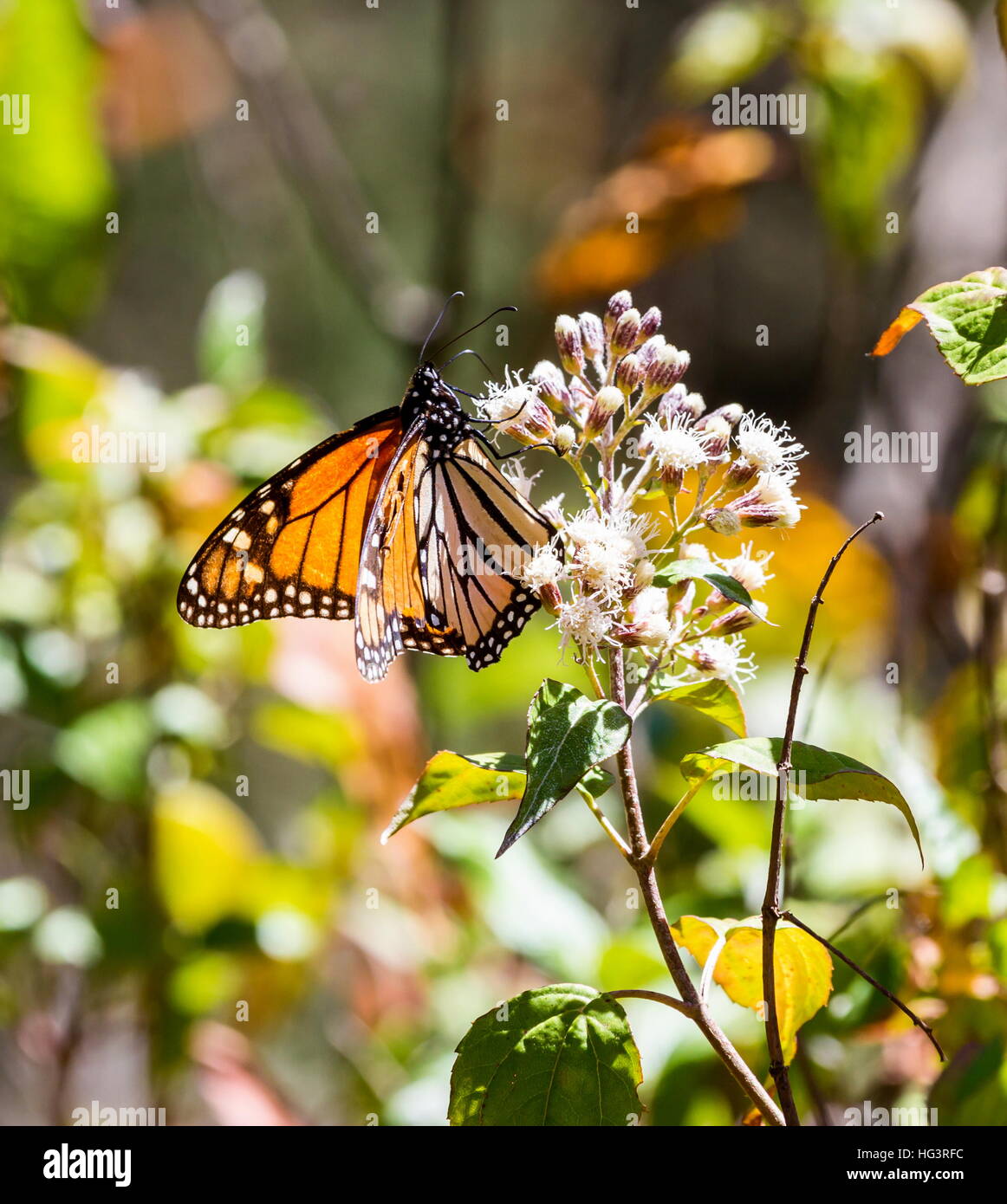 Monarch Butterfly migration to Mexico Stock Photo - Alamy