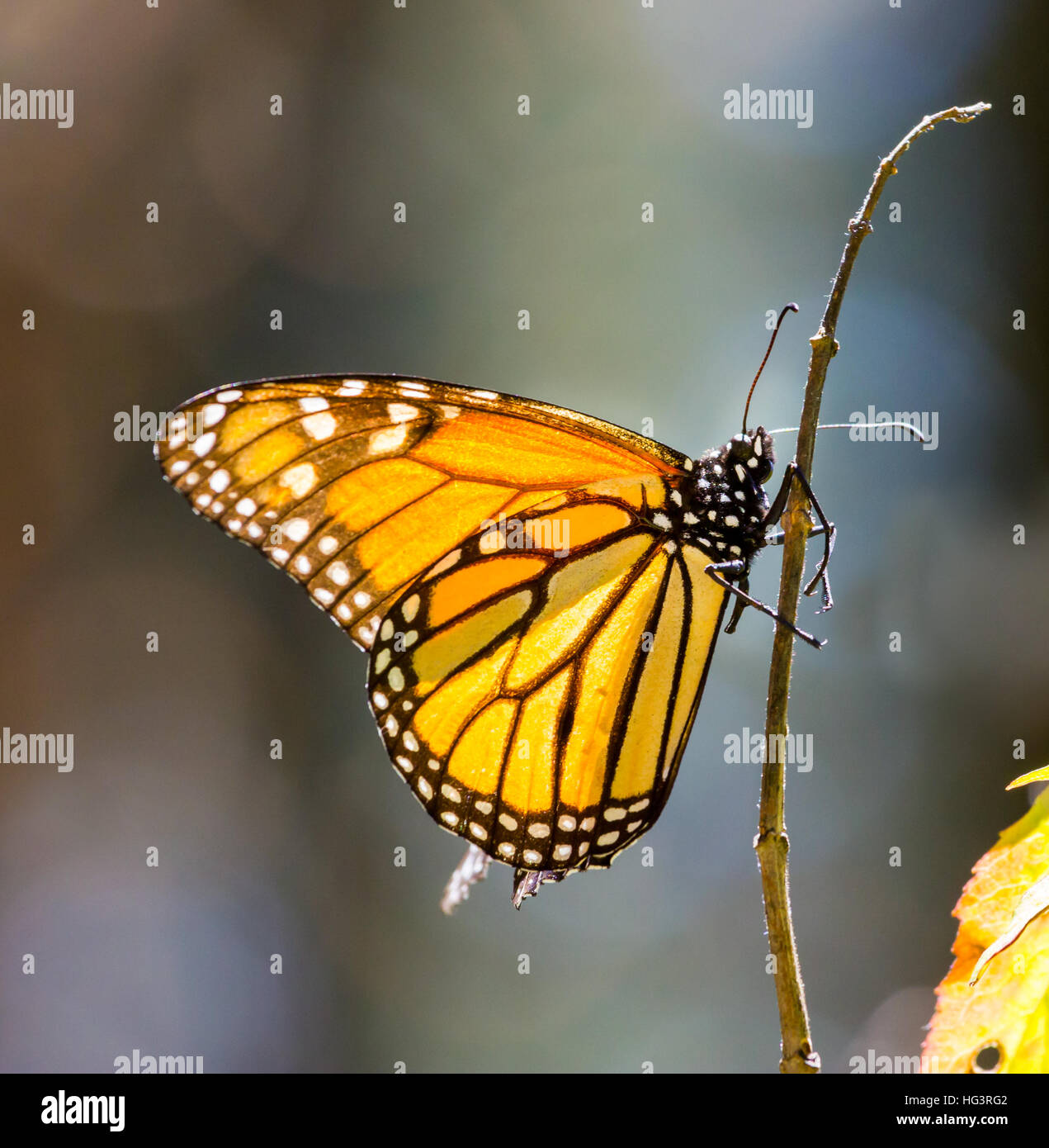 Monarch butterfly migration hi-res stock photography and images - Alamy