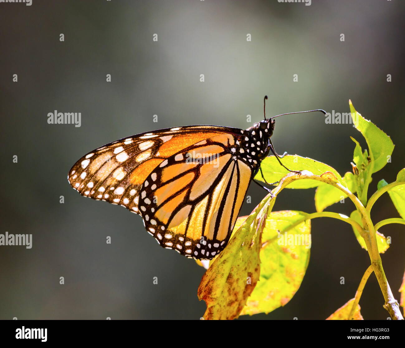 Monarch Butterfly migration to Mexico Stock Photo - Alamy