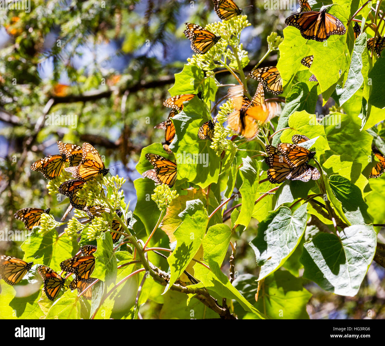 Monarch Butterfly migration to Mexico Stock Photo - Alamy