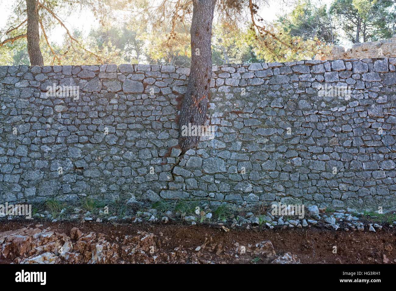 Tree growing through the wall Stock Photo - Alamy