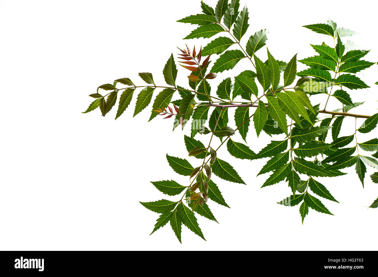 Medicinal neem leaf on white background. Azadirachta indica Stock Photo ...
