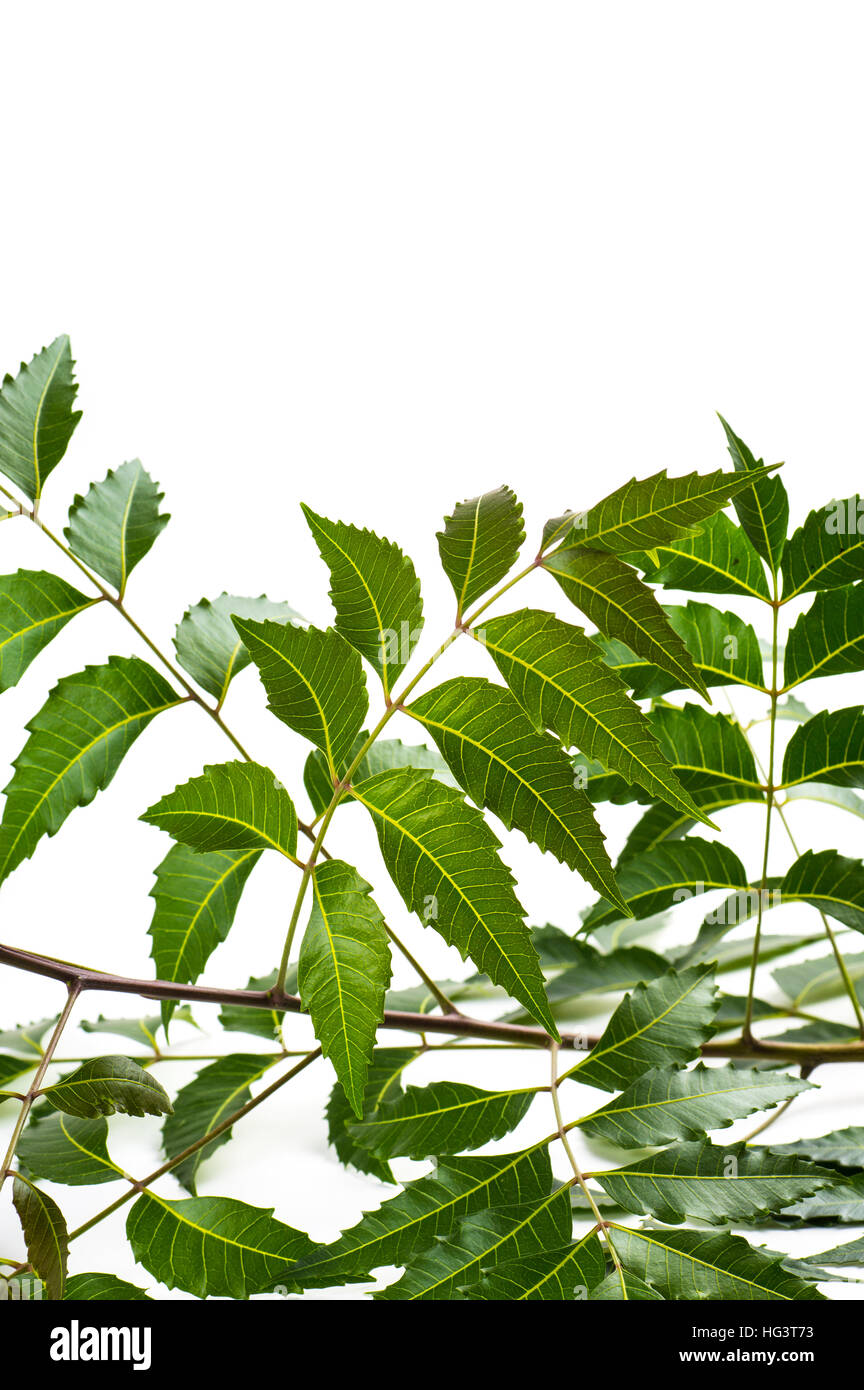 Medicinal neem leaf on white background. Azadirachta indica Stock Photo ...