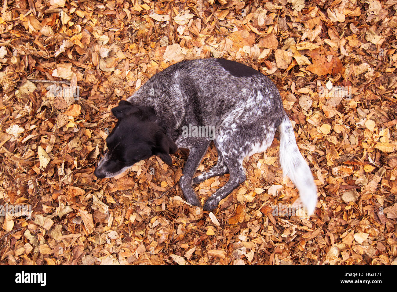 Old stray dog in pile of fallen autumn leaves, top view Stock Photo - Alamy