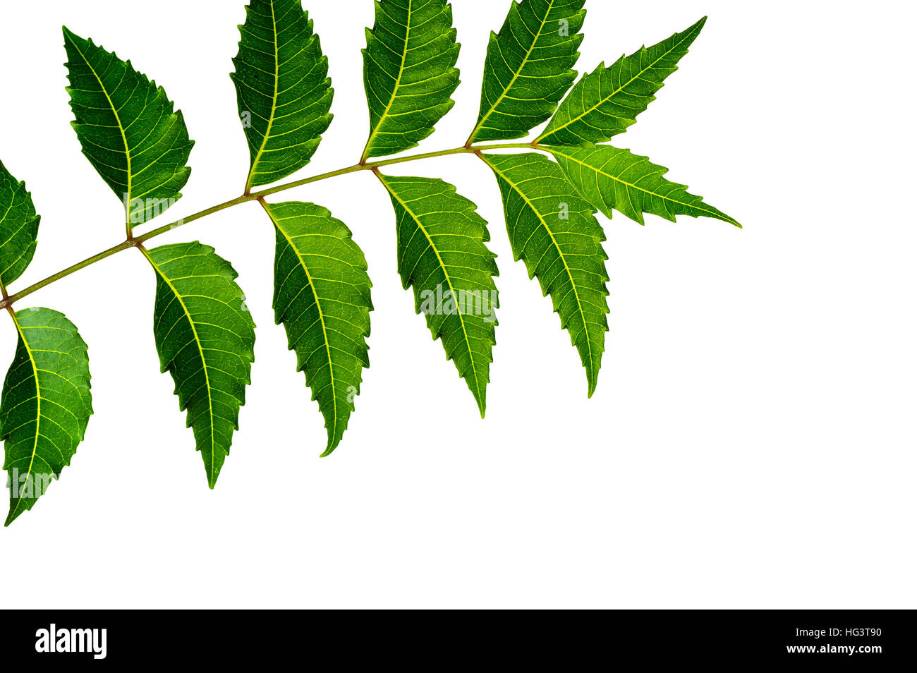 Medicinal neem leaf on white background. Azadirachta indica Stock Photo ...