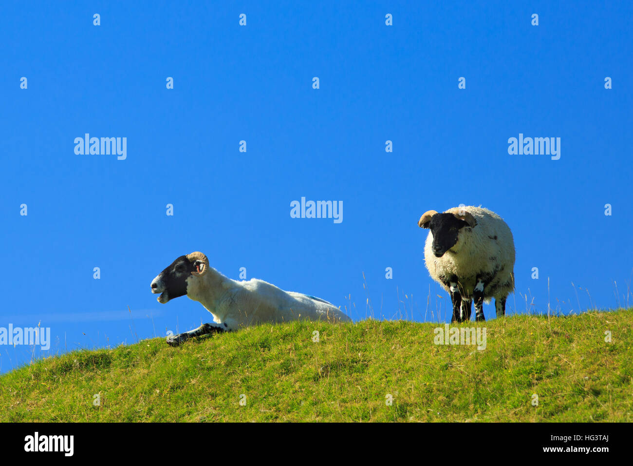 Black face sheep hi-res stock photography and images - Alamy