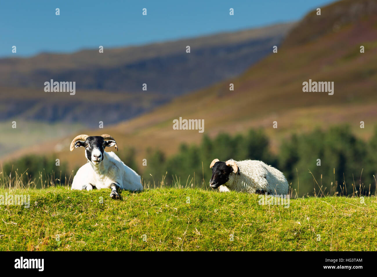 Black face sheep hi-res stock photography and images - Alamy