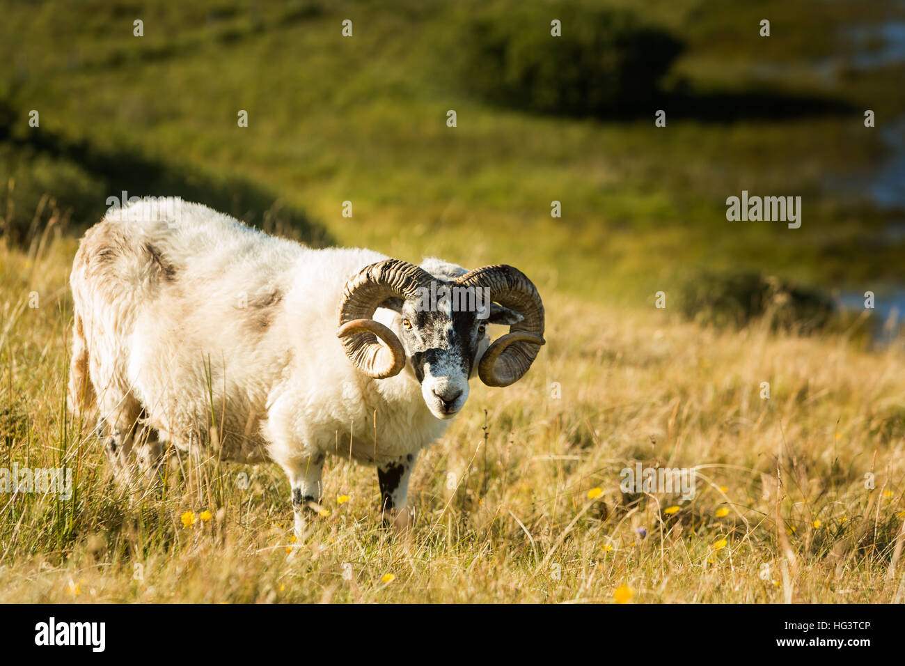 Ram face hi-res stock photography and images - Alamy