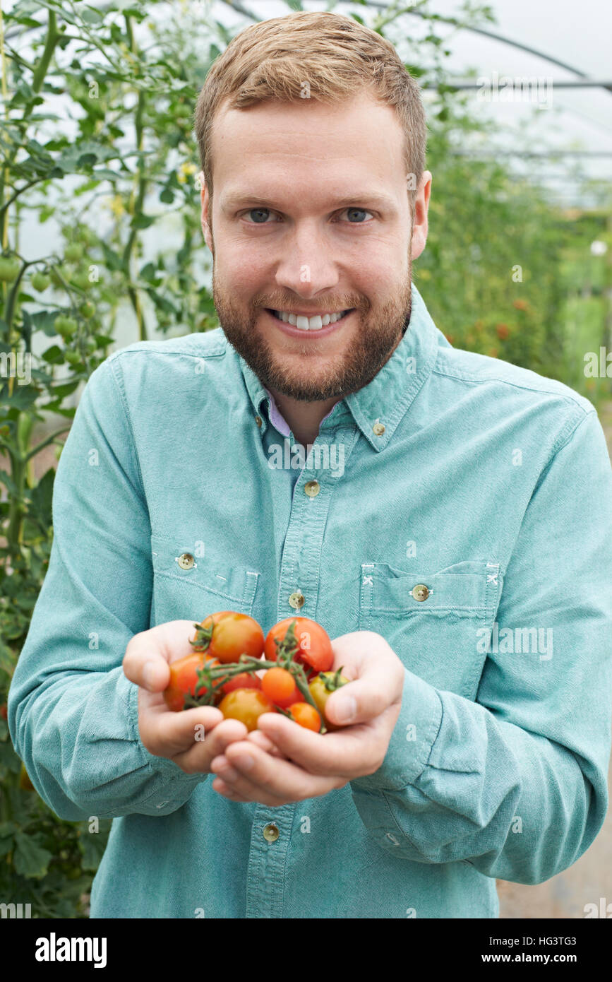 Male Agricultural Worker Checking Tomato Plants In Greenhouse Stock ...