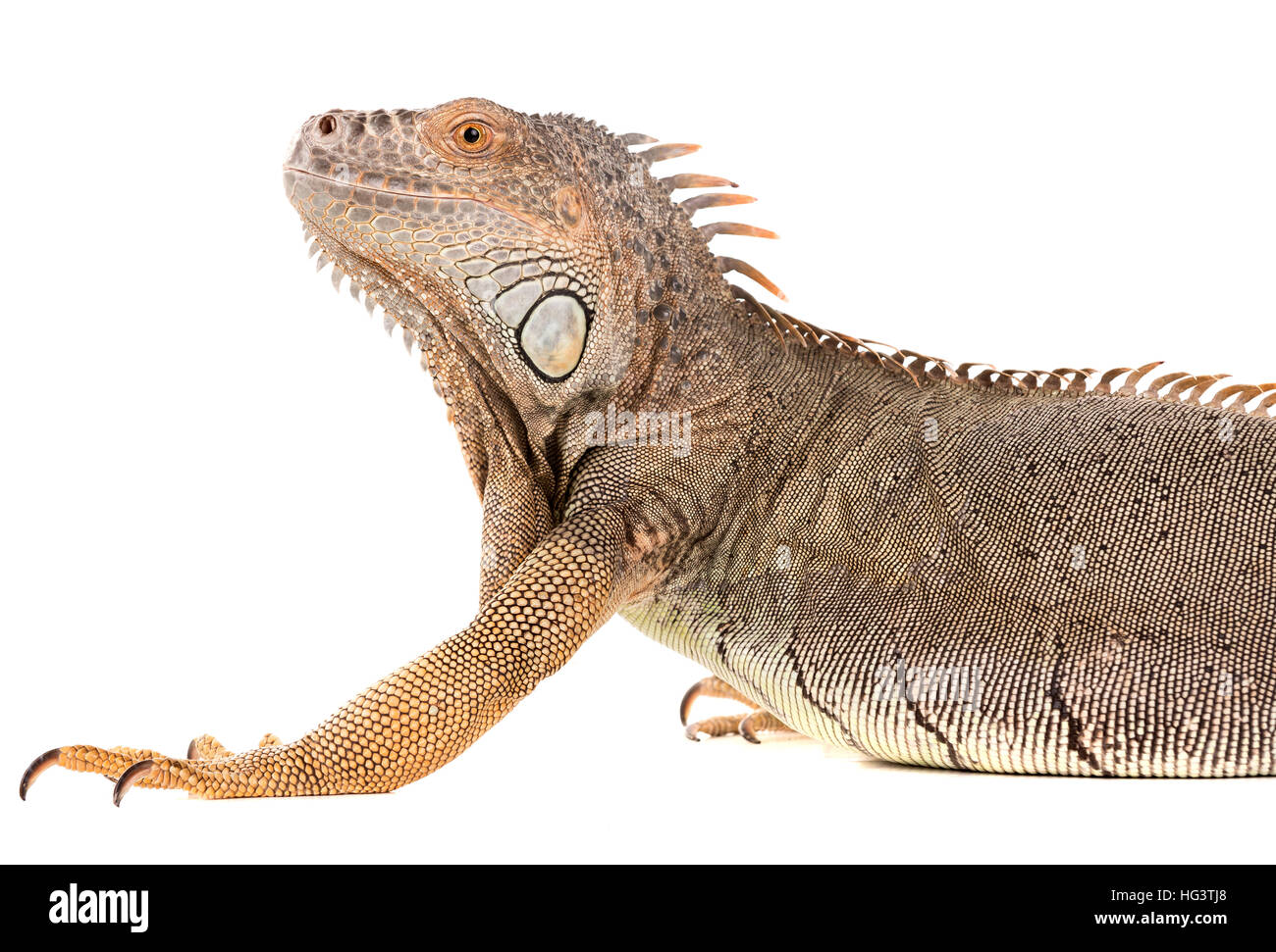 Beautiful Iguana isolated in a white background Stock Photo - Alamy