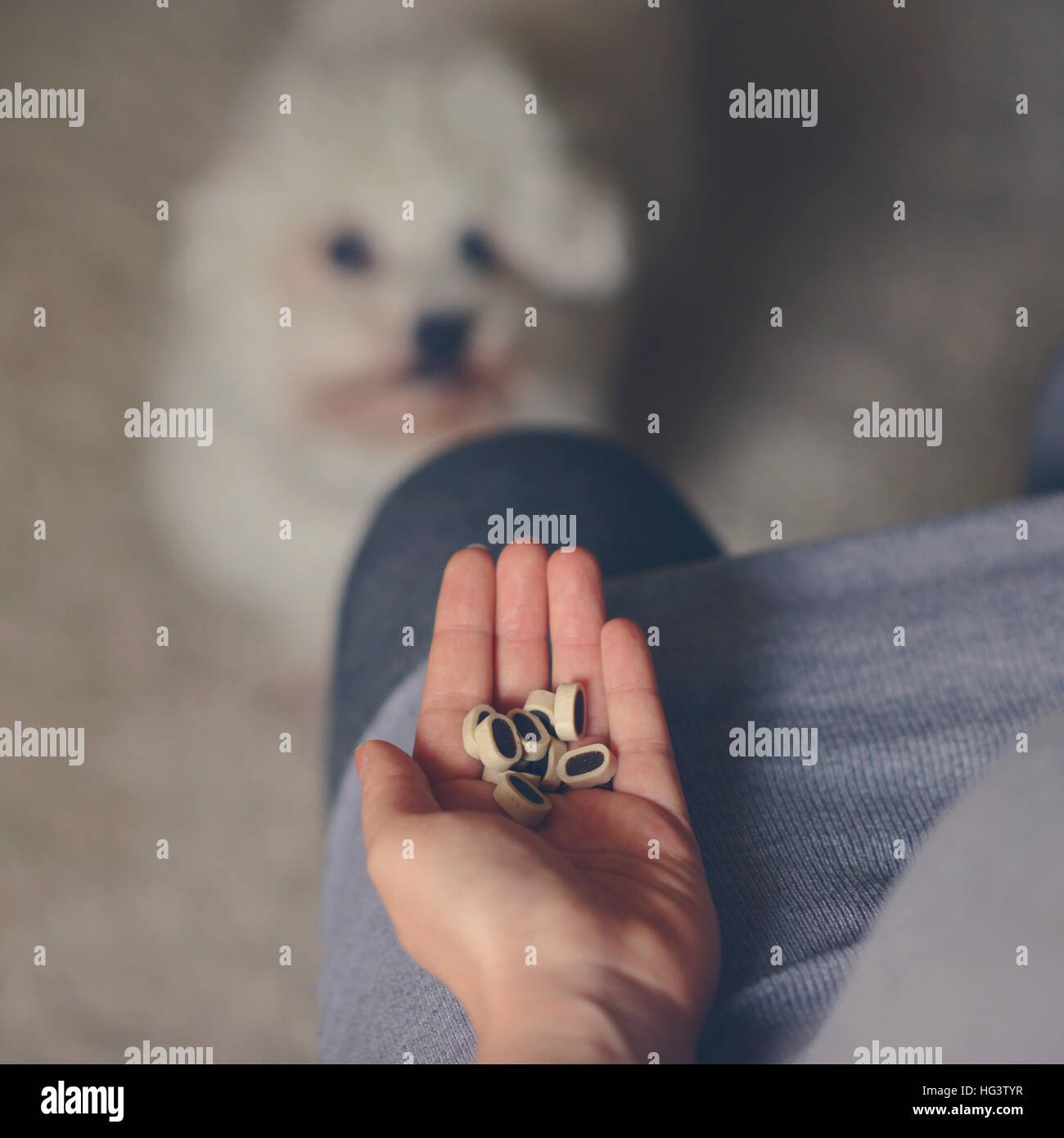 Woman feeding dog hands hi-res stock photography and images - Alamy