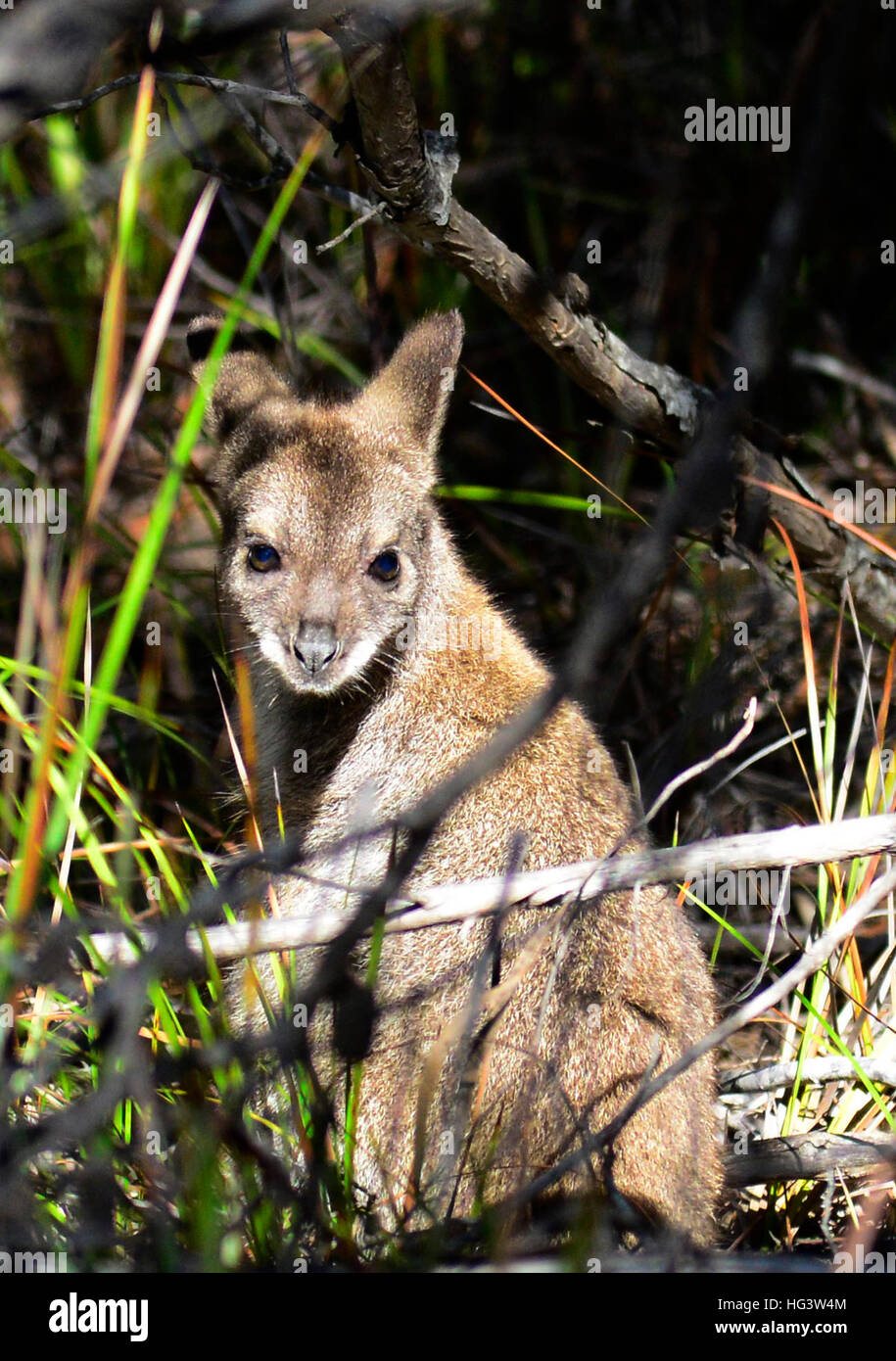 A wild Wallaby in Freycinet national park in Tasmania Stock Photo - Alamy