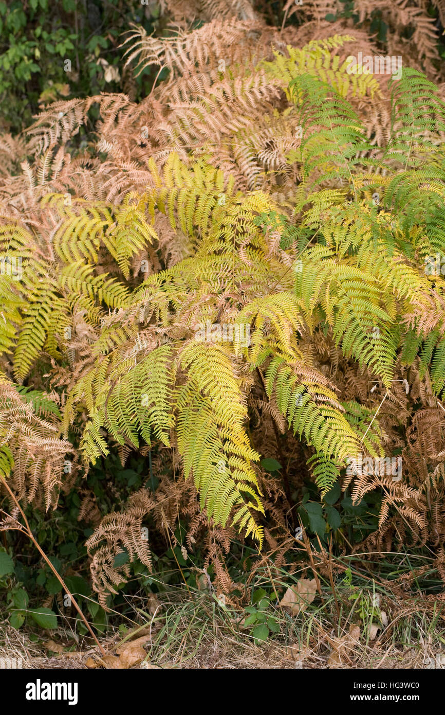 Pteridium aquilinum. Bracken leaves in early Autumn Stock Photo - Alamy