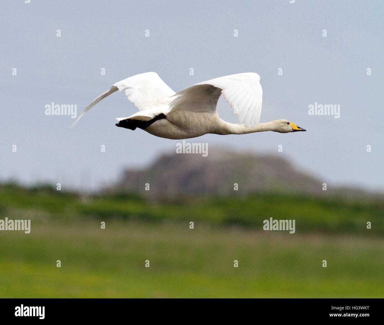 Whooper swan (Cygnus cygnus ) in flight Stock Photo - Alamy