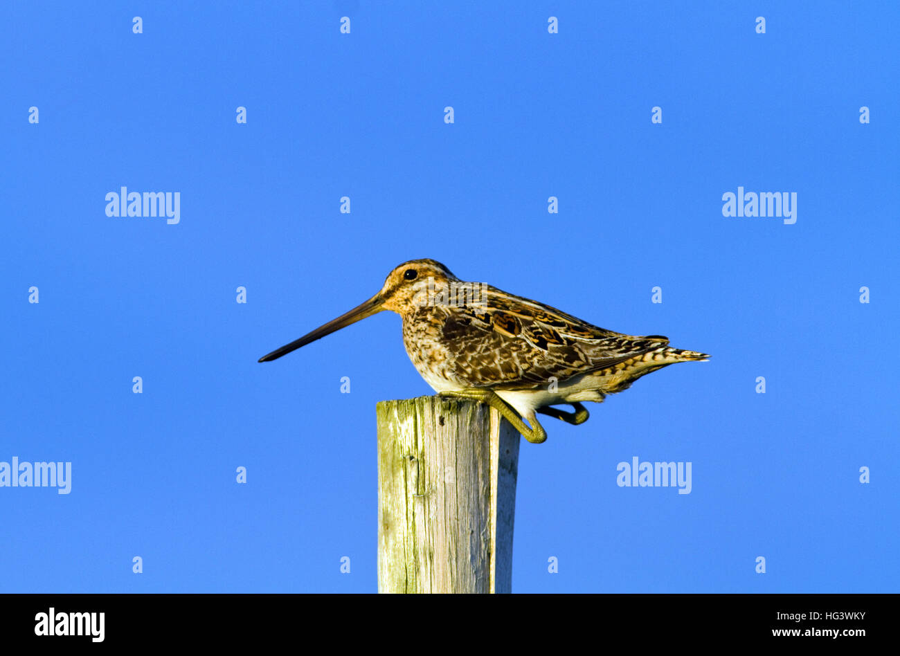 Summer snipe hi-res stock photography and images - Alamy